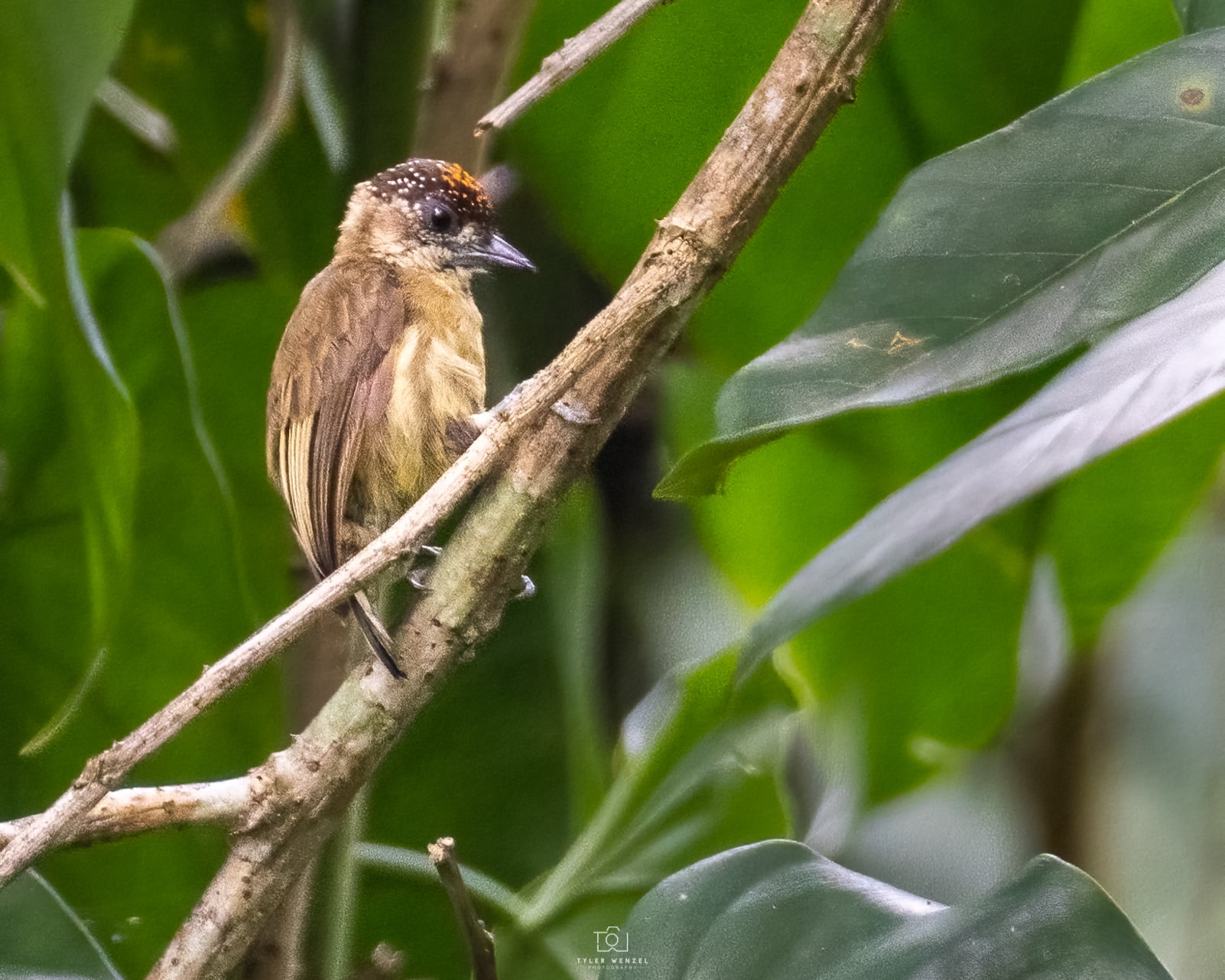 Ep. 7 - Dwarf Woodpecker (Olivaecous Piculet) - Tyler Wenzel Photography